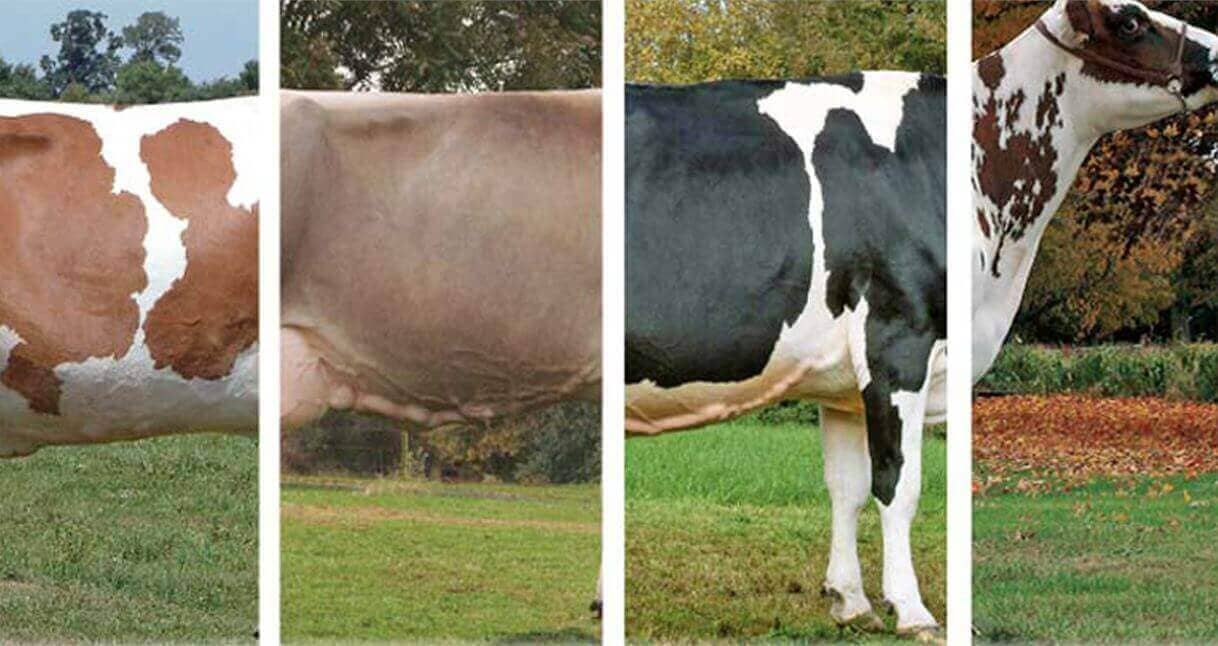 Name That Cow | Wisconsin Dairy Cow Breeds | The Big Moo Baked Cheese